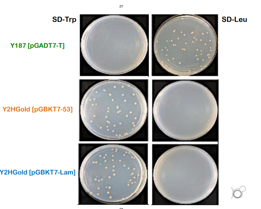 Transformation Efficiency Calculation Example 100 | Chegg.com