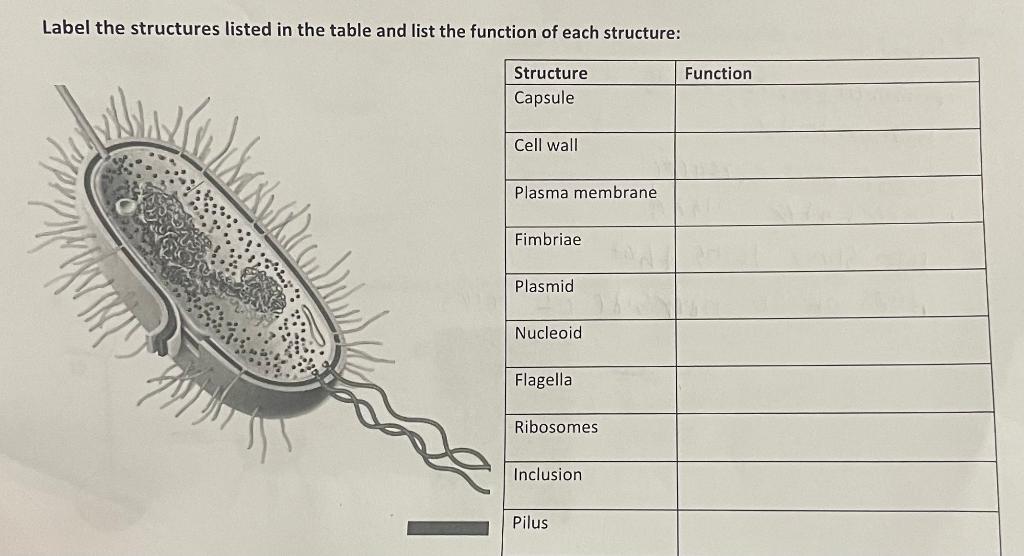 Label the structures listed in the table and list the | Chegg.com