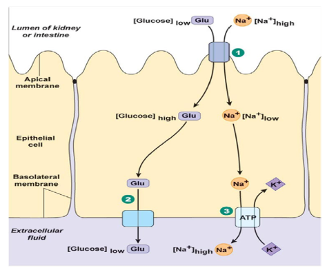 Solved Use the image above to answer the following | Chegg.com
