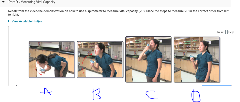 Part D - Measuring Vital Capacity Recall from the | Chegg.com