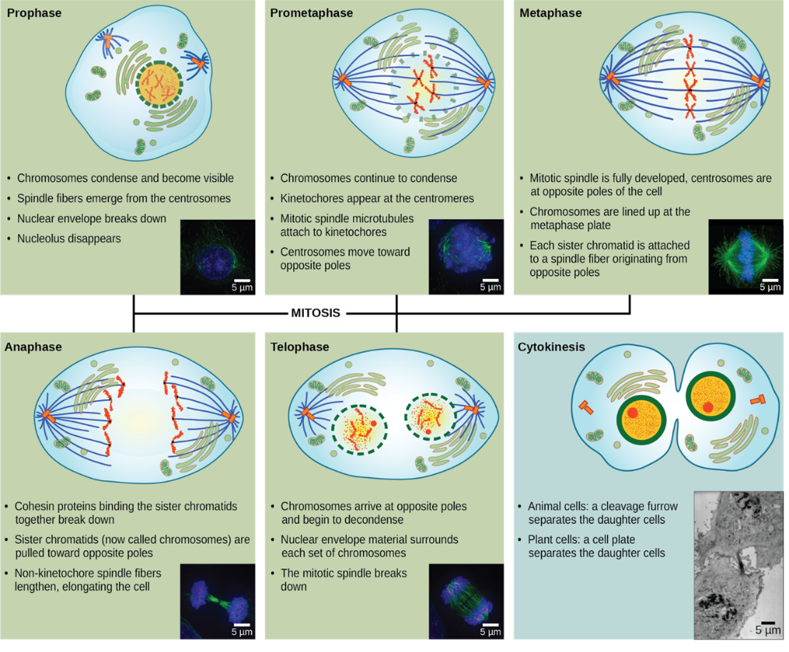 Solved M phase (mitosis) G, (gap 2) G (gap 1) interphase GO | Chegg.com