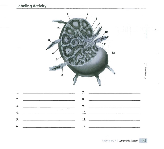 Solved Labeling Activity 7 8 10 3 12 7. 2. 8. 3. 10. 5. 12. | Chegg.com