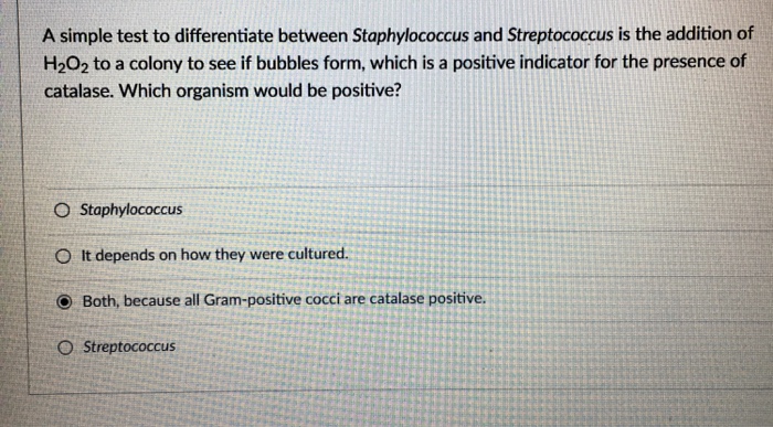 Solved A simple test to differentiate between Staphylococcus | Chegg.com