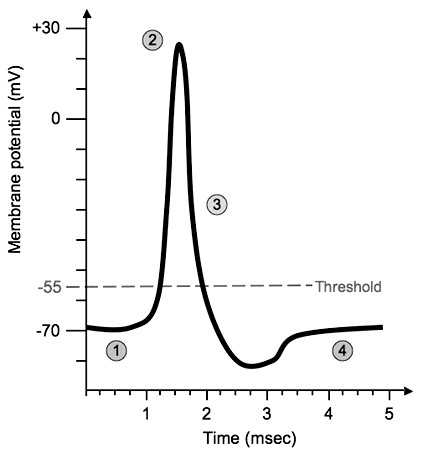 Solved At which point is the driving force on sodium ions | Chegg.com