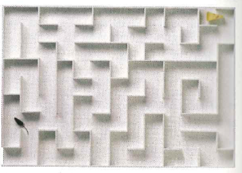 A rat in a maze can get to the cheese in 50 seconds | Chegg.com