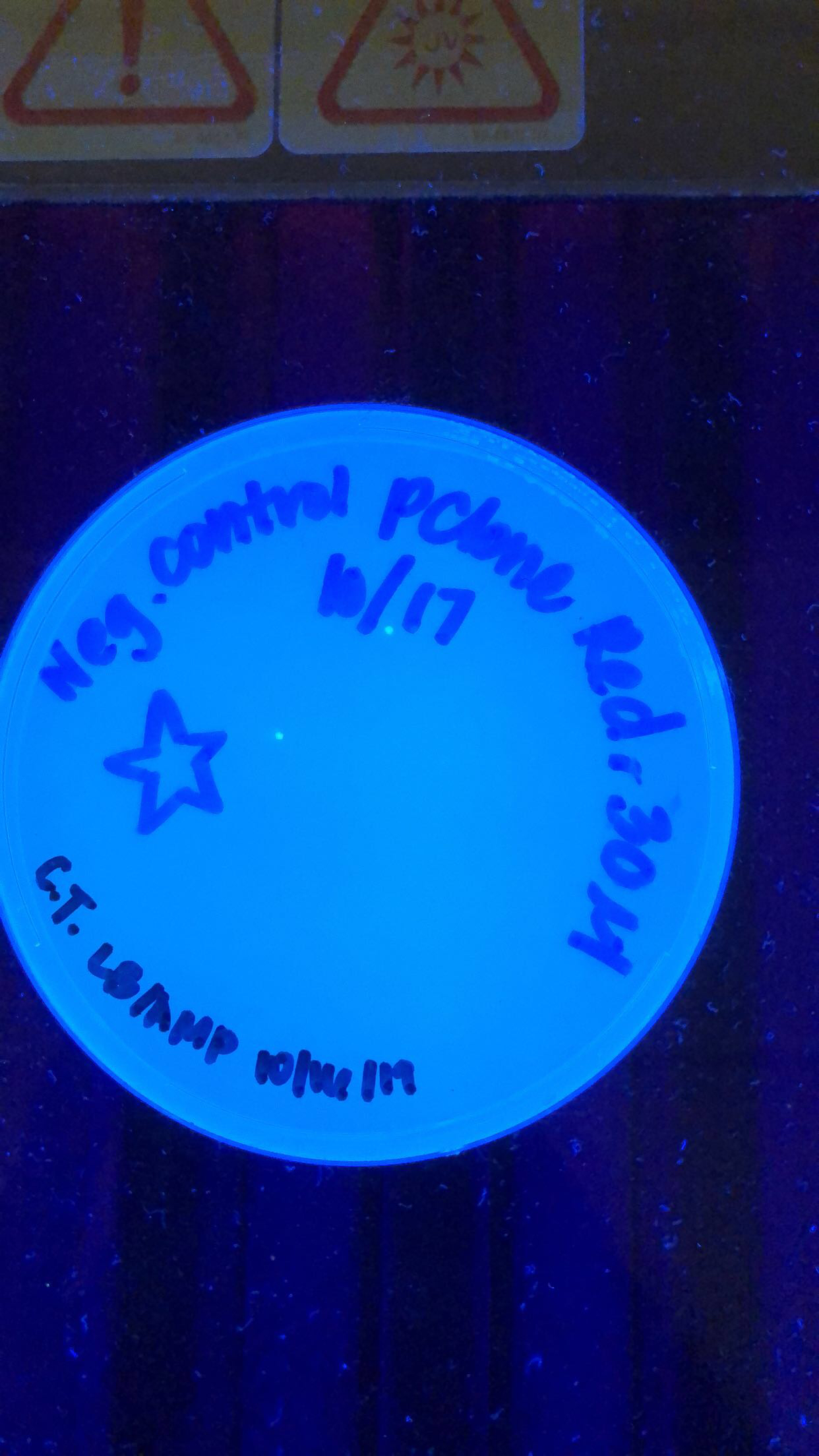 Solved Introduction A short paragraph that explains the | Chegg.com