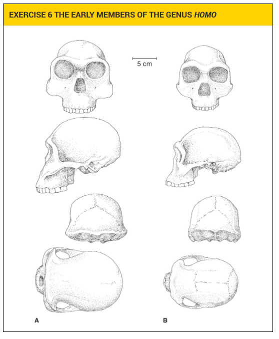 Solved Refer to the drawings in the Lab 15 Exercise Image | Chegg.com Solved Refer to the drawings in the Lab 15 Exercise Image | Chegg.com
