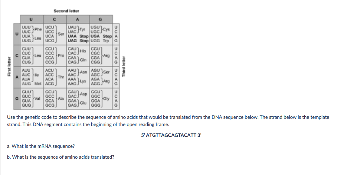 Solved Second letterUse the genetic code to describe the | Chegg.com