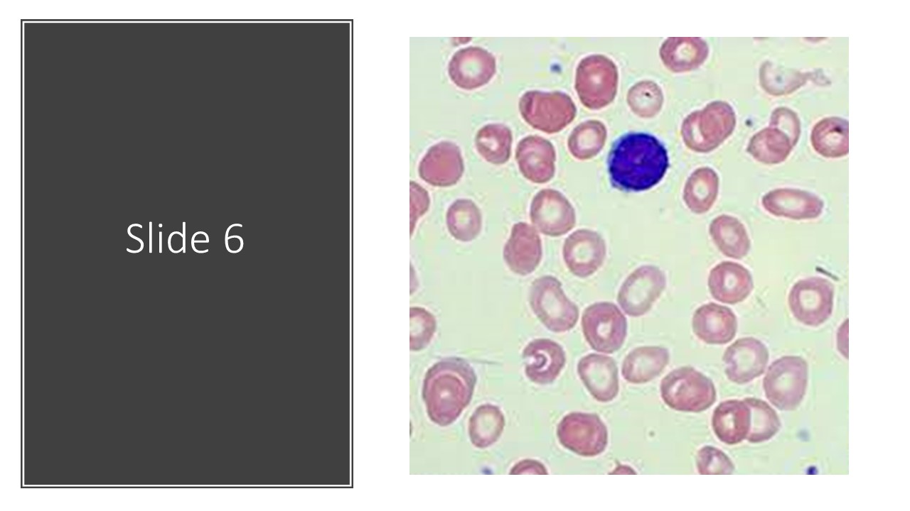 Solved For each of the slides :• Grade the following based | Chegg.com
