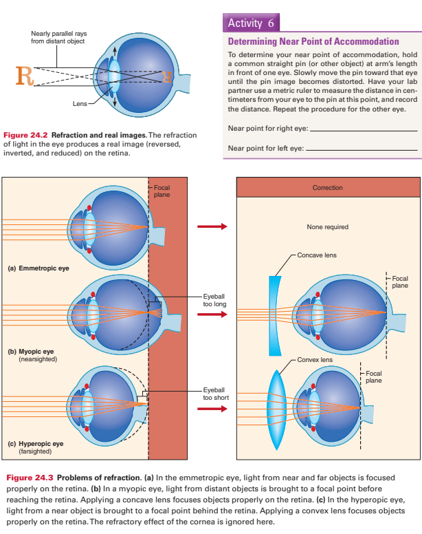 Anatomy Of The Visual System