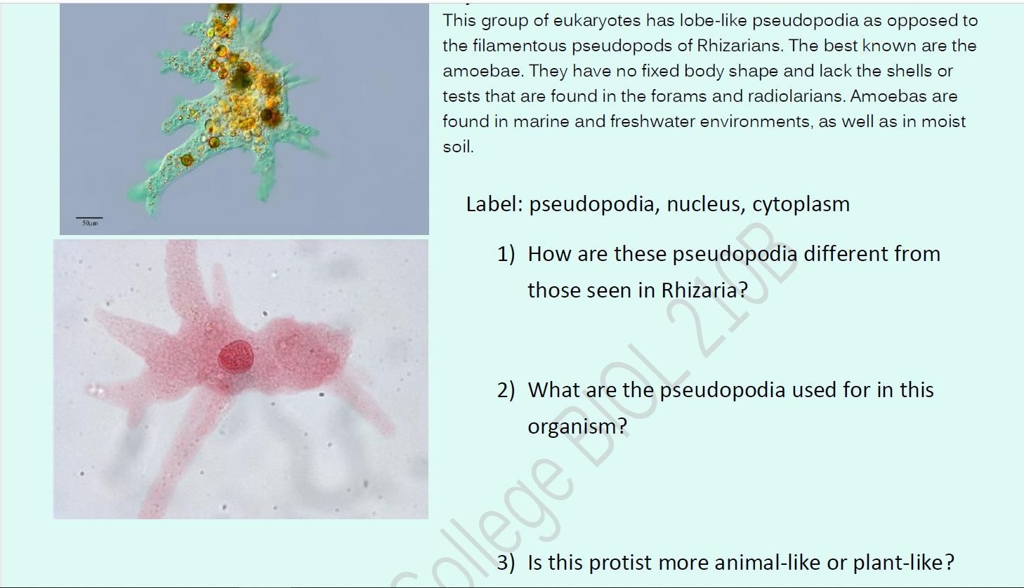 Solved Melosis Rose 47 2. Phylum Heterokontophyta | Chegg.com