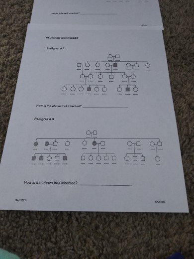 Solved PEDIGREE WORKSHEET The following 3 pedigrees show | Chegg.com