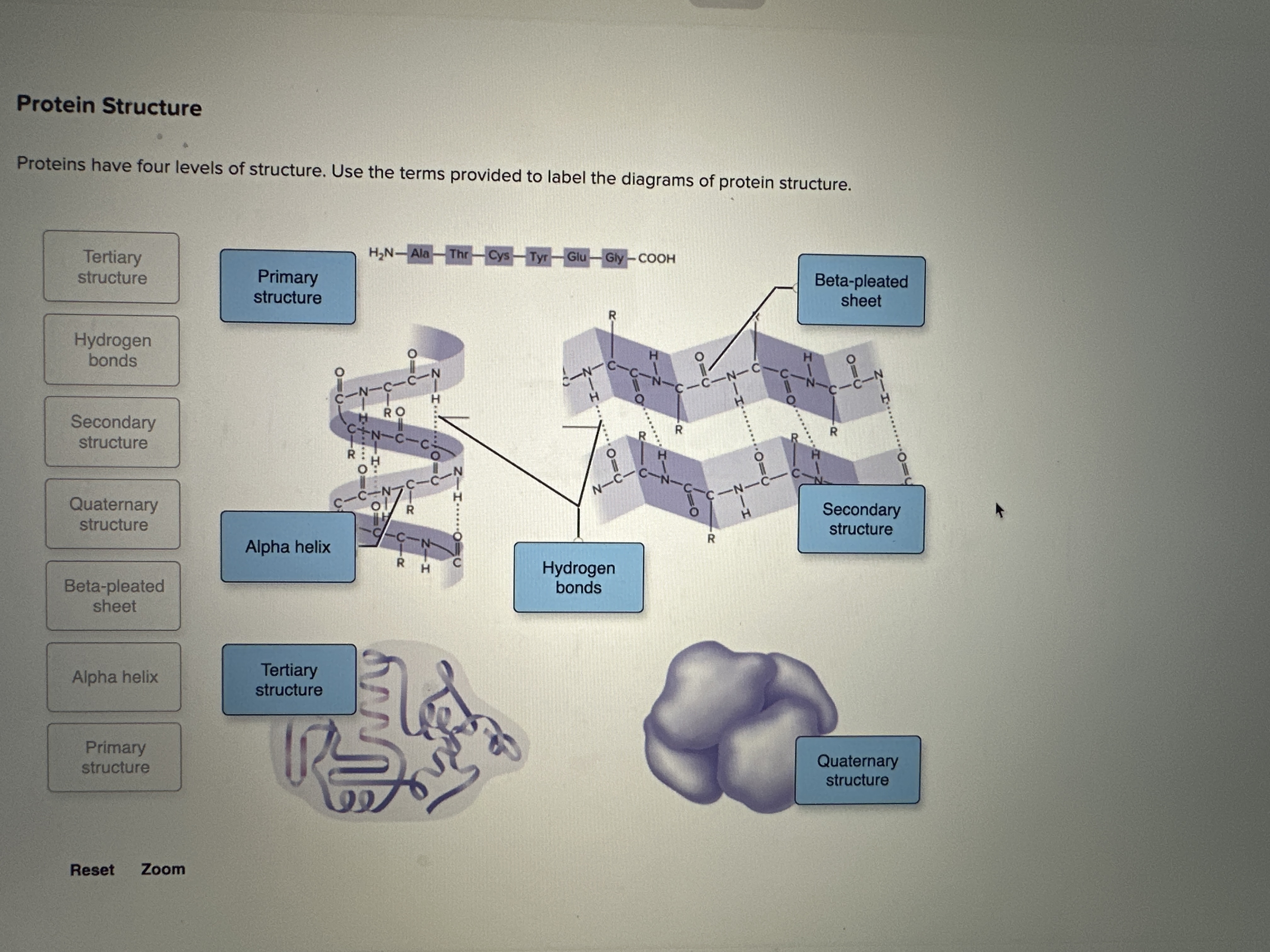 Solved Protein StructureProteins have four levels of | Chegg.com