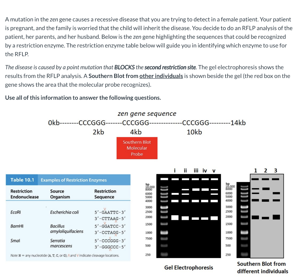 Solved A. How does RFLP analysis work? Or in other words, | Chegg.com