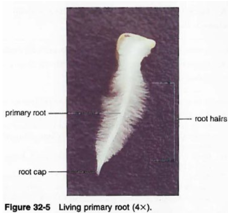 Solved Examine the root hairs carefully. What happens to | Chegg.com