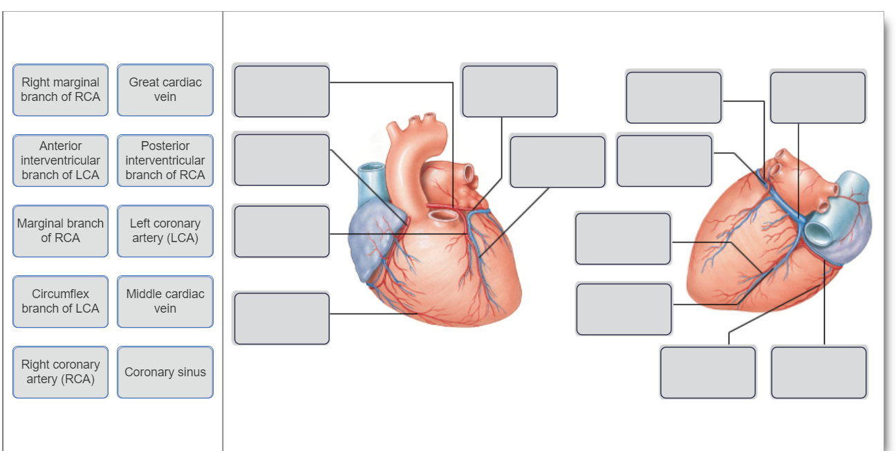 Solved Right marginal branch of RCA Great cardiac vein | Chegg.com