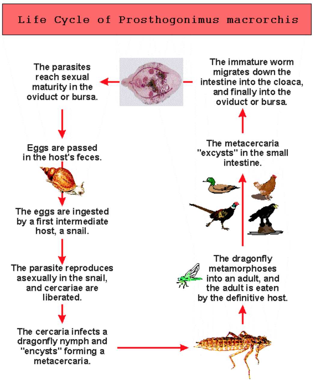 Prosthogonimus Macrorchis
