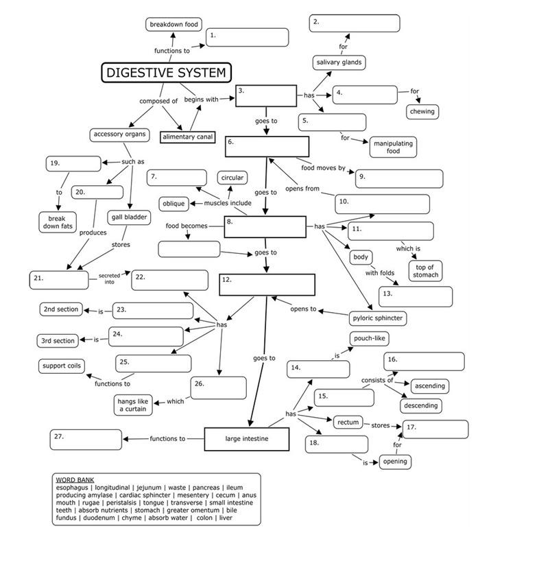 Solved 2. breakdown food 1. functions to for HO salivary | Chegg.com