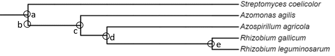 Solved This is a cladogram of some soil-dwelling bacteria. | Chegg.com