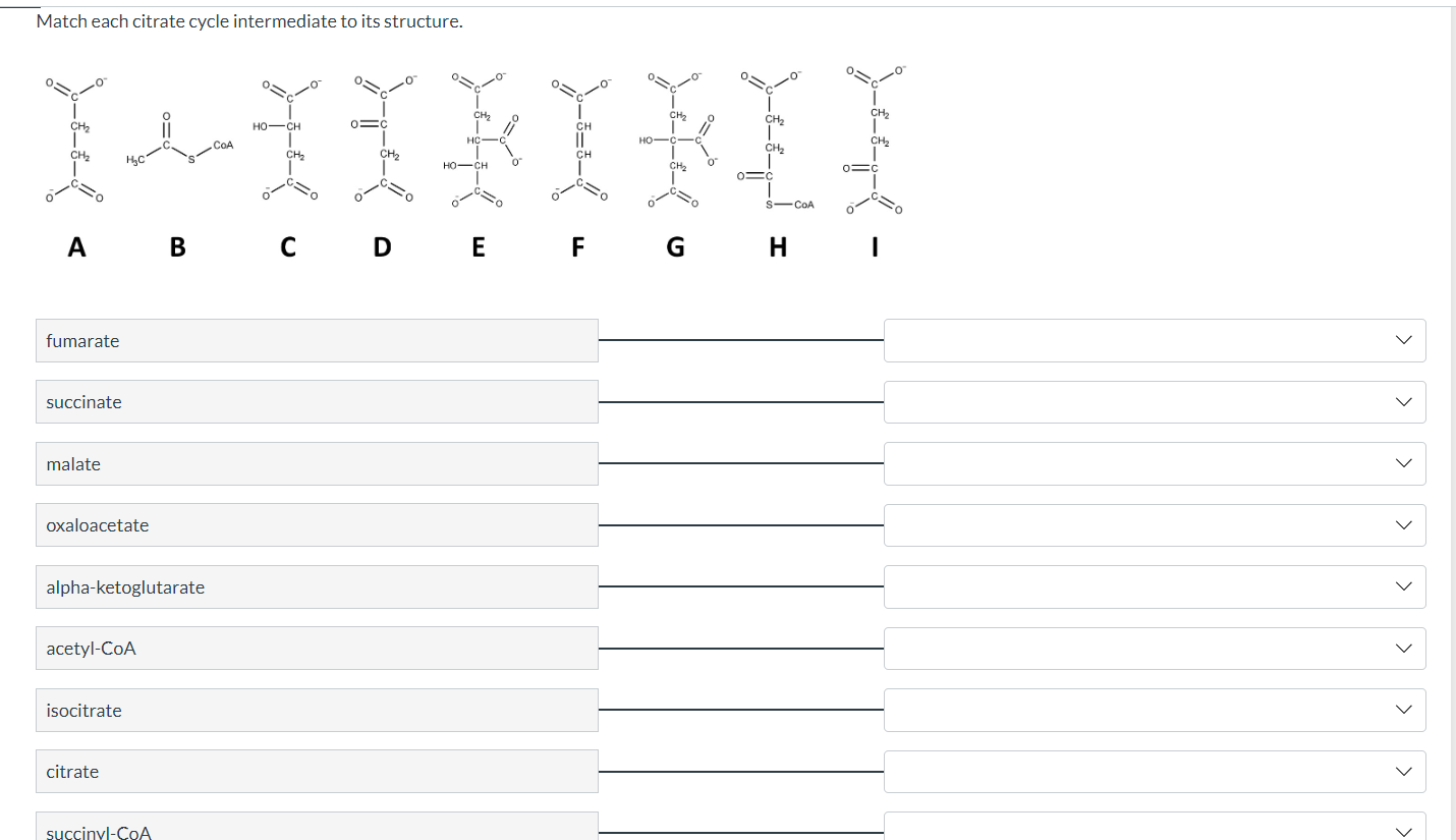 Solved Match Each Citrate Cycle Intermediate To Its