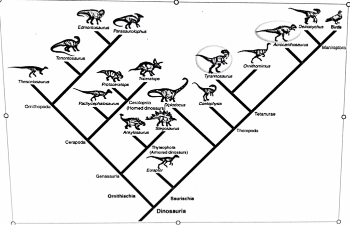Dinosaur Phylogenetic Tree