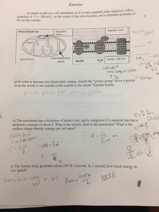 Solved Exercise A simple model of a cell membrane as if it | Chegg.com
