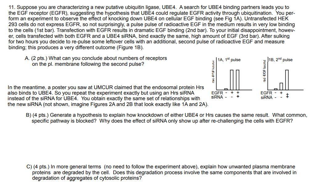 Solved 11. Suppose you are characterizing a new putative | Chegg.com