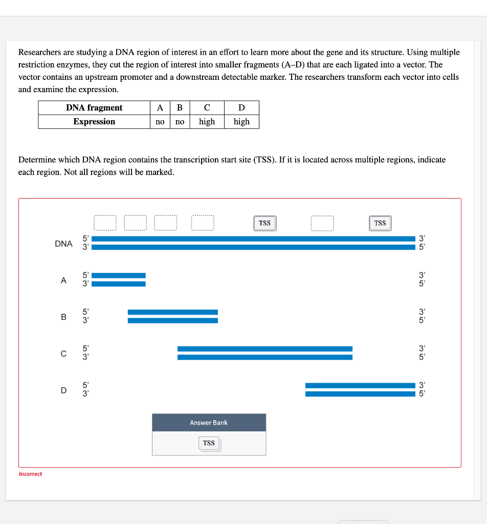 Solved Researchers are studying a DNA region of interest in | Chegg.com