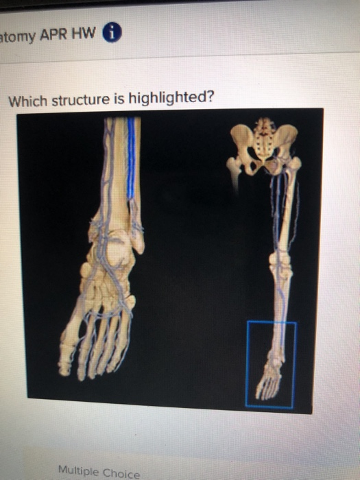 tory Anatomy APR HW G Which structure is highlighted? | Chegg.com