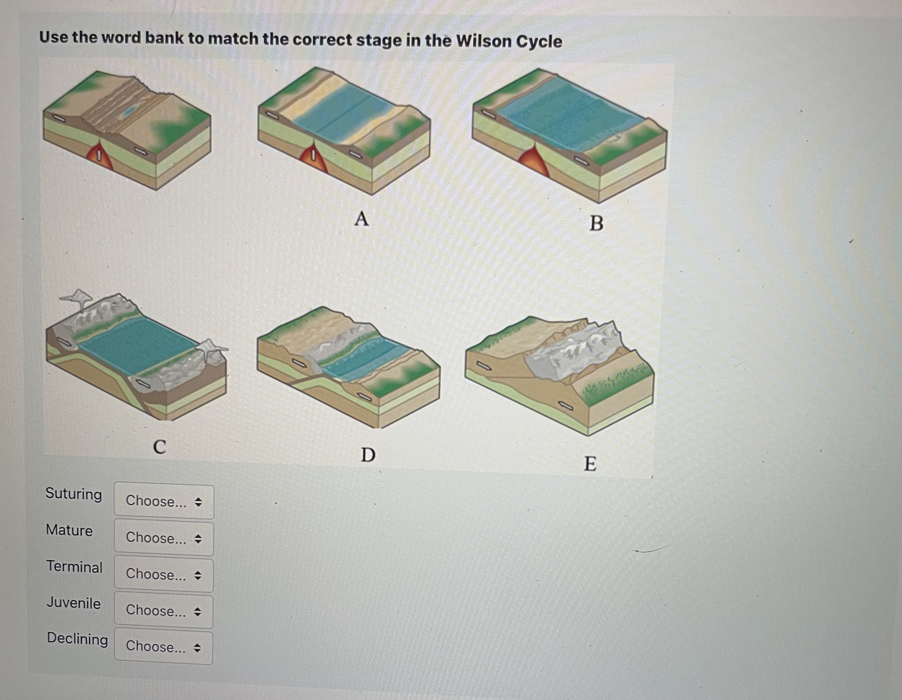 Solved Use the word bank to match the correct stage in the | Chegg.com