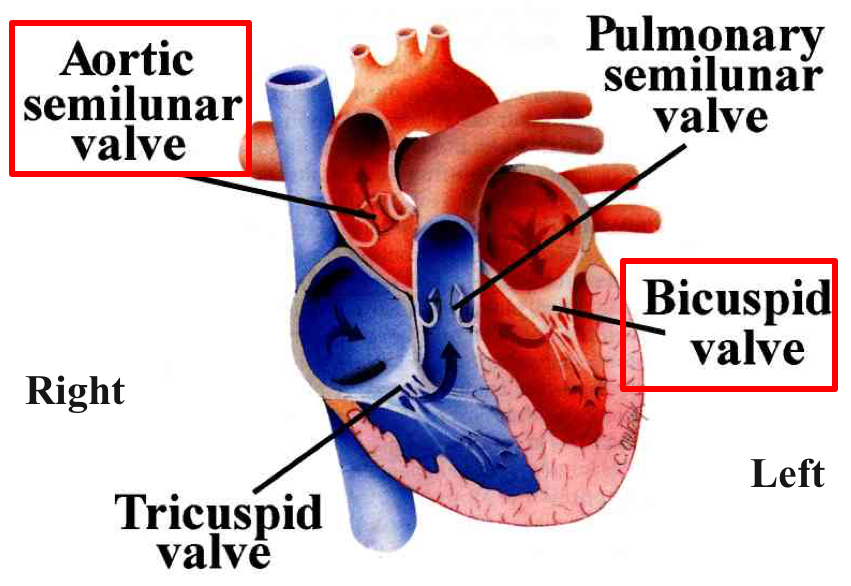 Semilunar Valves And Atrioventricular Valves