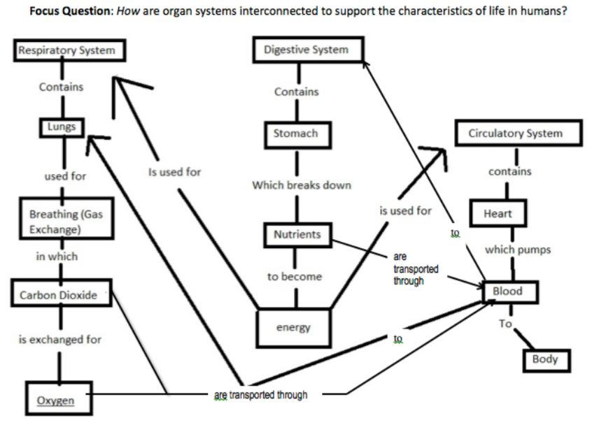 Solved Create a conceptual model that answers the focus | Chegg.com