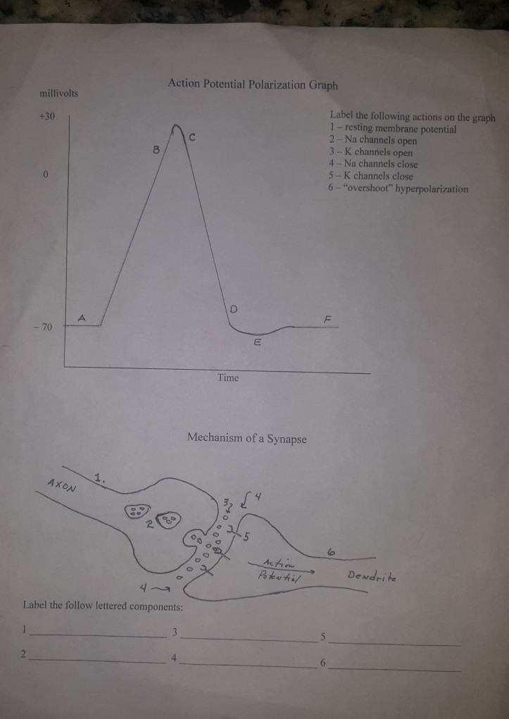 Solved Action Potential Polarization Graph millivolts Label | Chegg.com