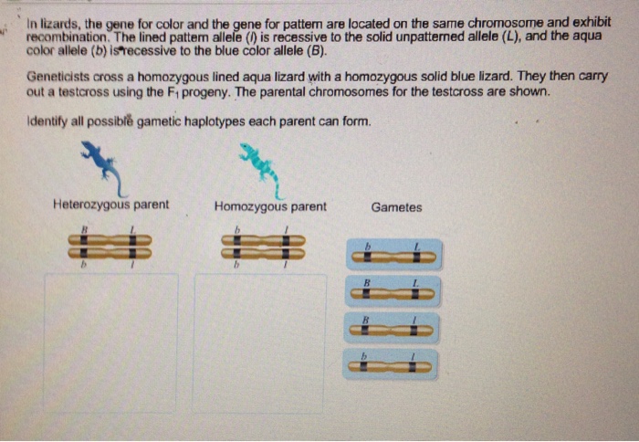Solved In lizards, the gene for color and the gene for | Chegg.com