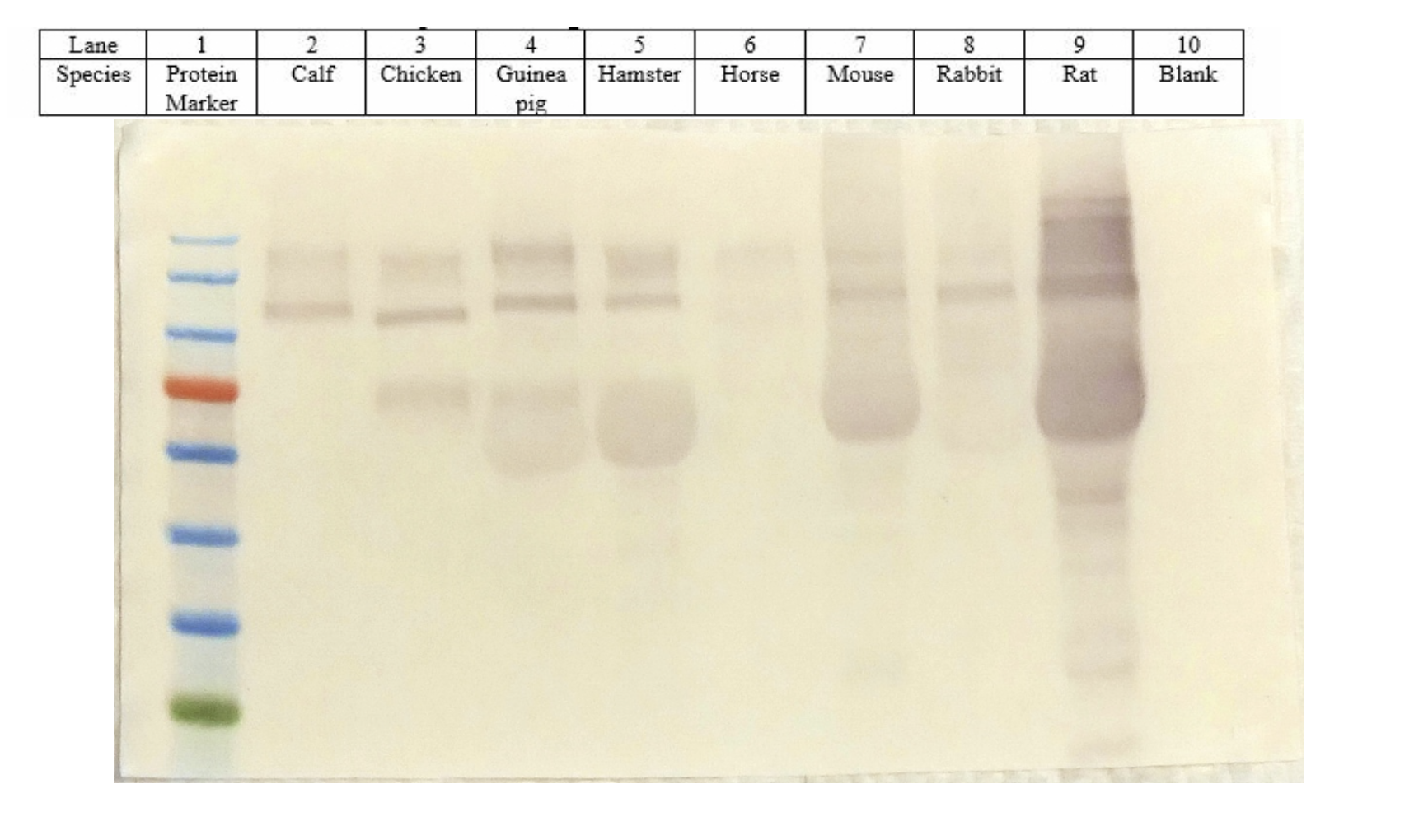 Solved This is the result of the Western blot experiment. | Chegg.com