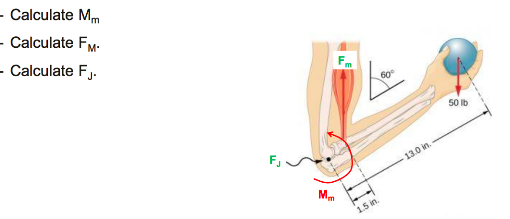 Solved Calculate Mm Calculate FM Calculate F, 50 lb 0 Mm | Chegg.com