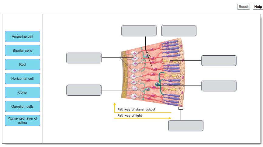 Solved Reset Help Amacrine cell Bipolar cells Rod Horizontal | Chegg.com