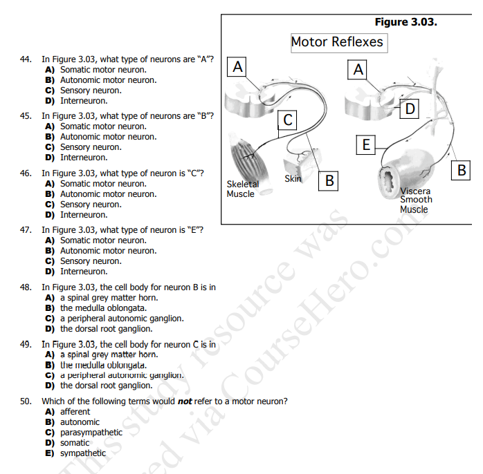 Solved B Figure 3.03. Motor Reflexes 44. In Figure 3.03, | Chegg.com