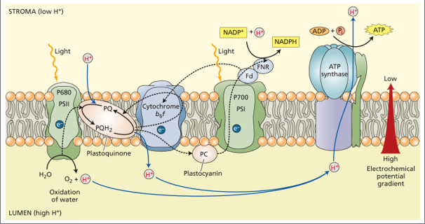 Solved electron transport chain of the light reaction. | Chegg.com