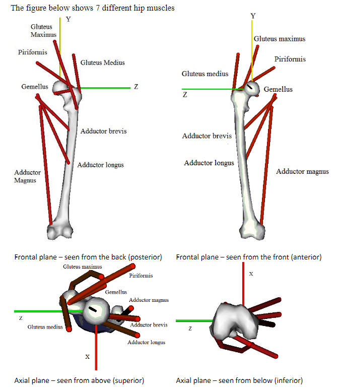 The figure below shows 7 different hip muscles | Chegg.com