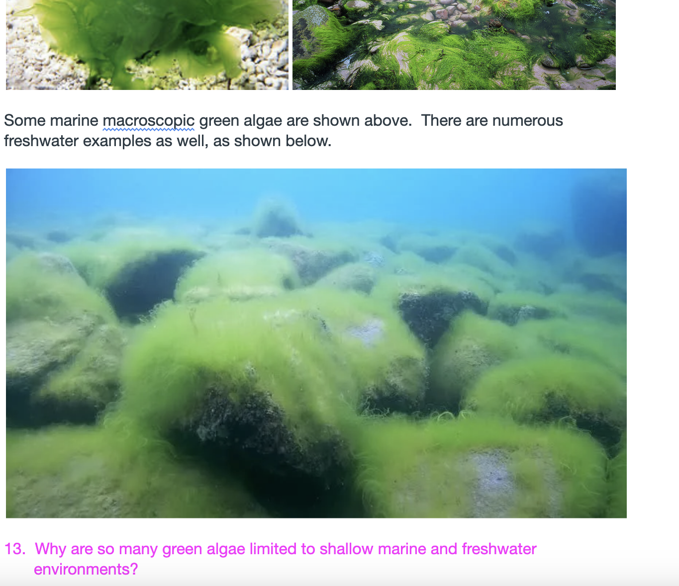 Solved Some marine macroscopic green algae are shown above. | Chegg.com