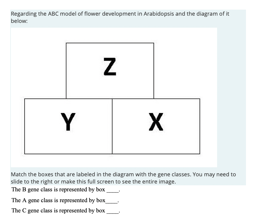 Solved Regarding the ABC model of flower development in | Chegg.com