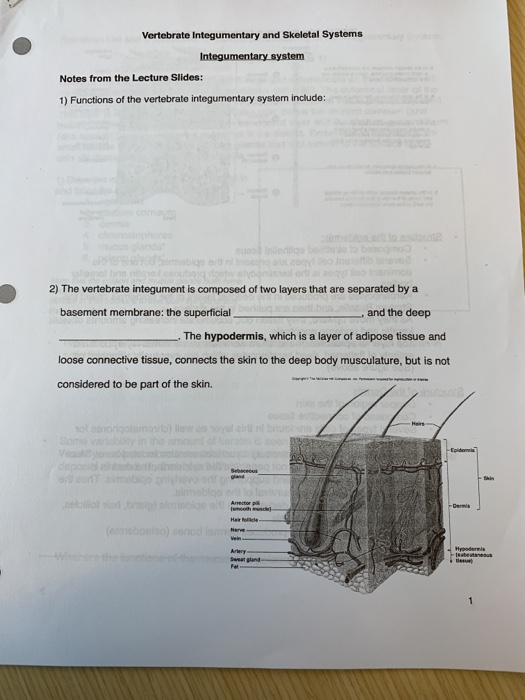 Solved Vertebrate Integumentary and Skeletal Systems Notes | Chegg.com