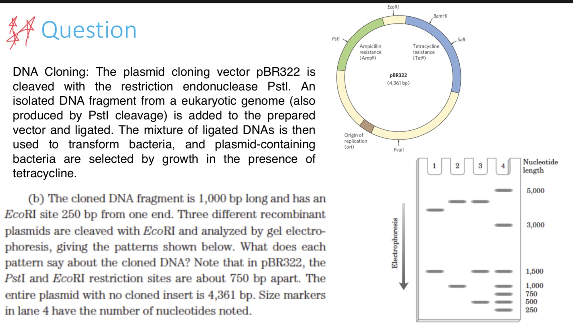 Solved DNA Cloning: The plasmid cloning vector pBR322 ﻿is | Chegg.com