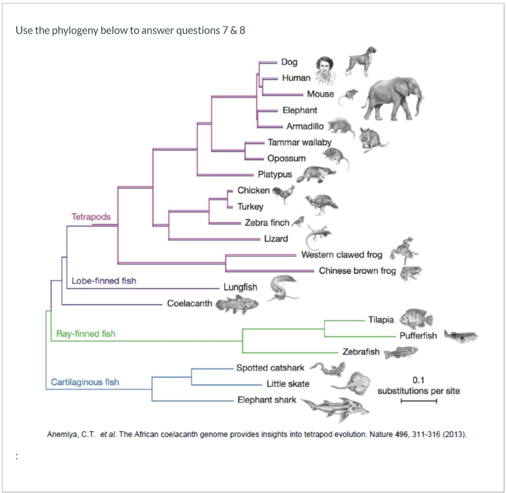 Solved Use the phylogeny below to answer questions 7 & 8 Dog | Chegg.com