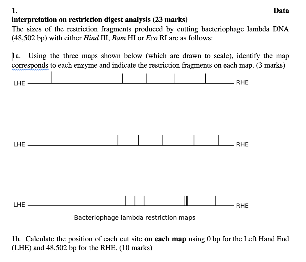 Solved 1. Data interpretation on restriction digest analysis | Chegg.com