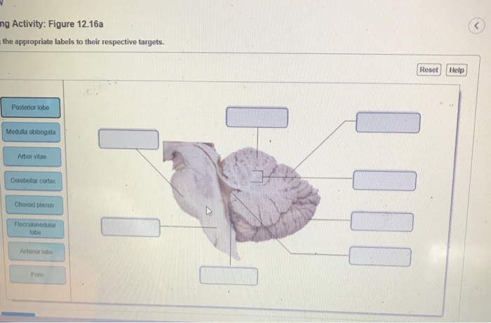 Solved ng Activity: Figure 12.16a the appropriate labels to | Chegg.com