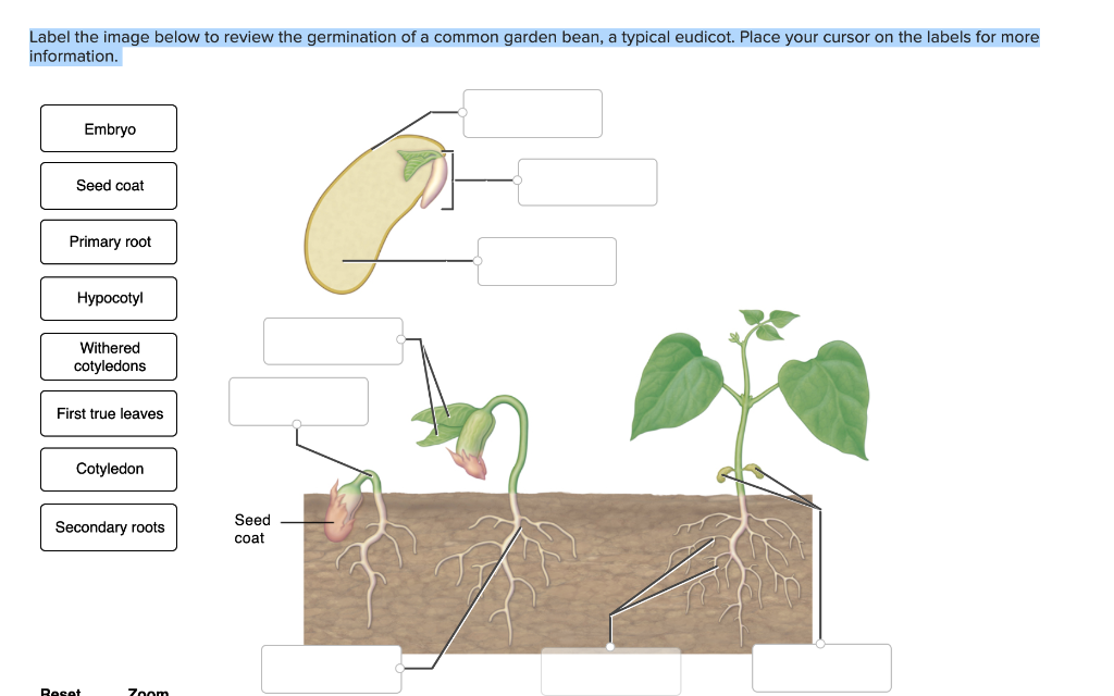 Solved Label the image below to review the germination of a | Chegg.com