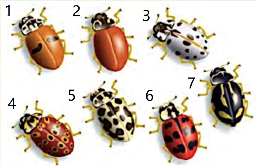 Solved I'm wondering how I can set up dichotomous key to | Chegg.com