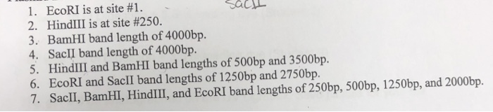 Solved 1. EcoRI is at site #1 2. HindIII is at site #250. 3. | Chegg.com